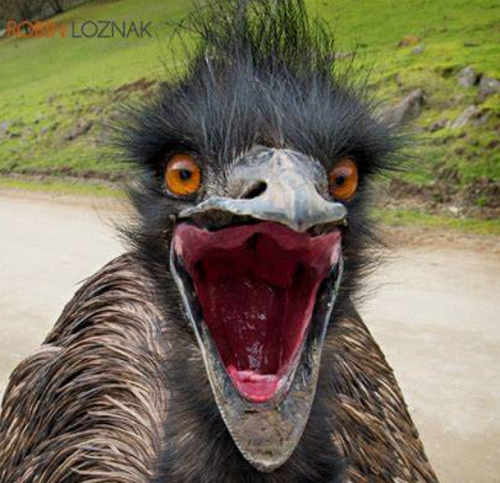 EmuMan - Programming